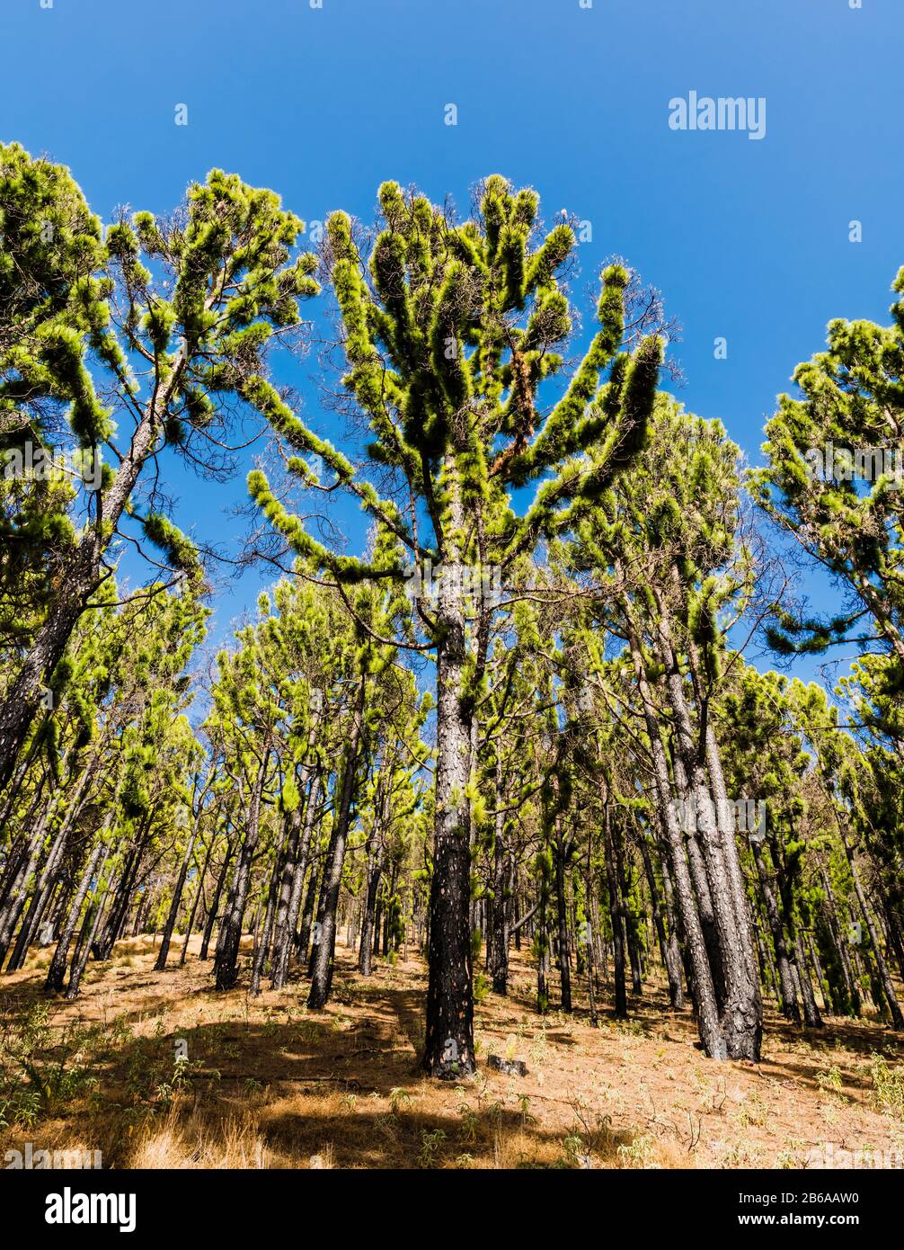 Native Canarian pine trees (Pinus canariensis) which were burnt in a ...