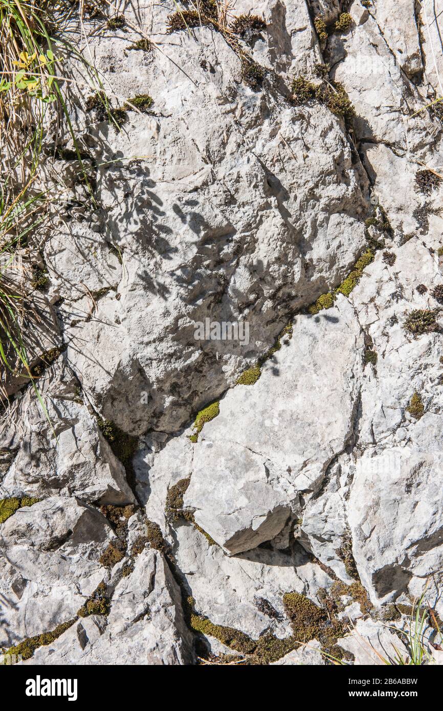 Full-format detail view of a rough mossy limestone wall with individual ...