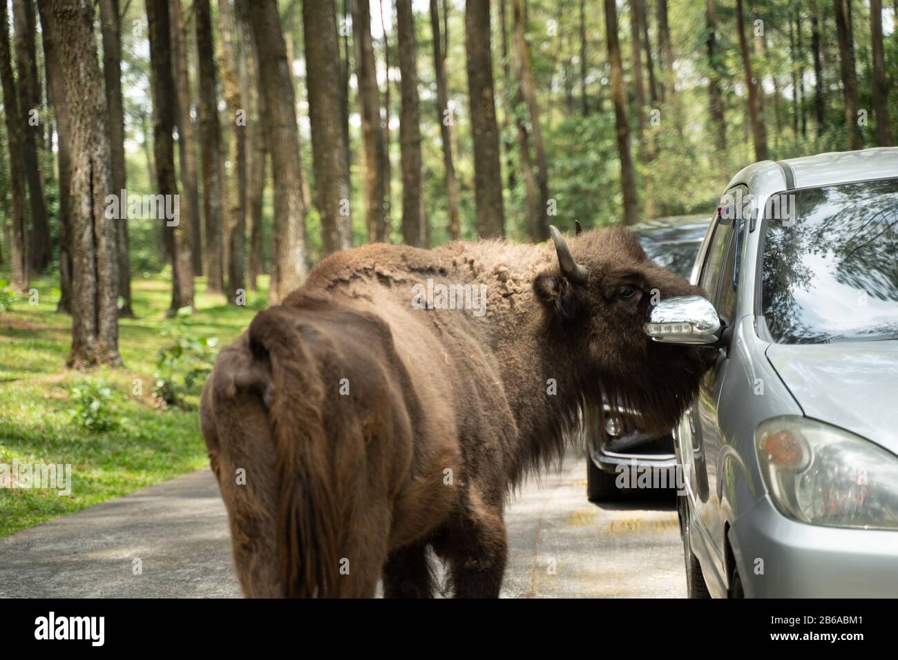 a bison stands next to the car window as he passes by a wild animal ...