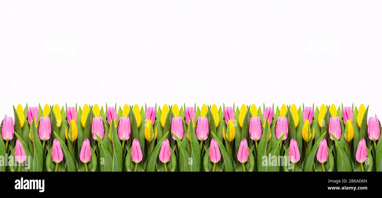 Pink and yellow tulip flowers border isolated on white background. Flat ...