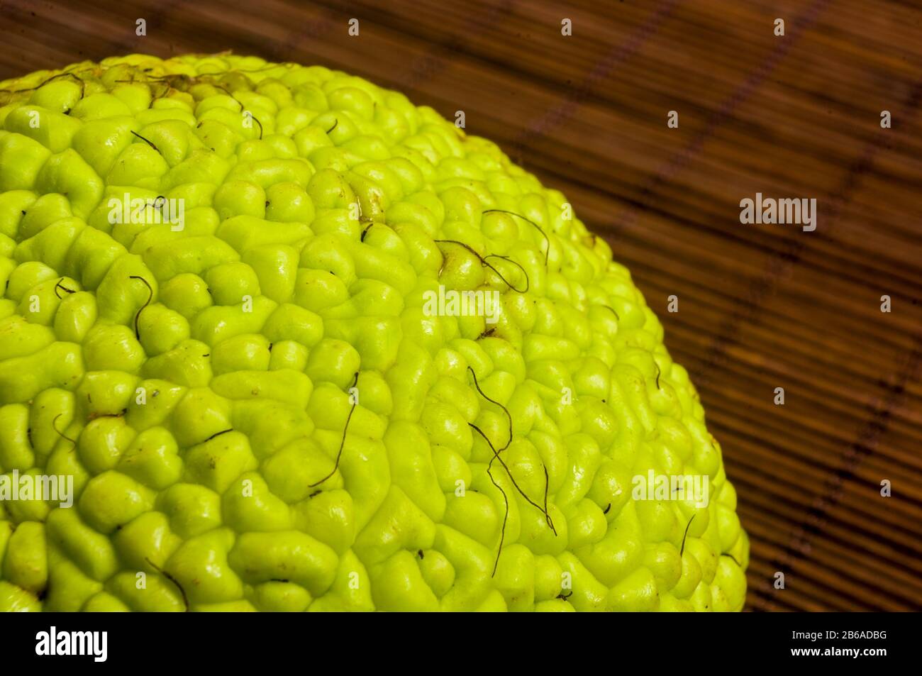 Green fruit of maclura pomifera, osage orange, horse apple, adam apple ...