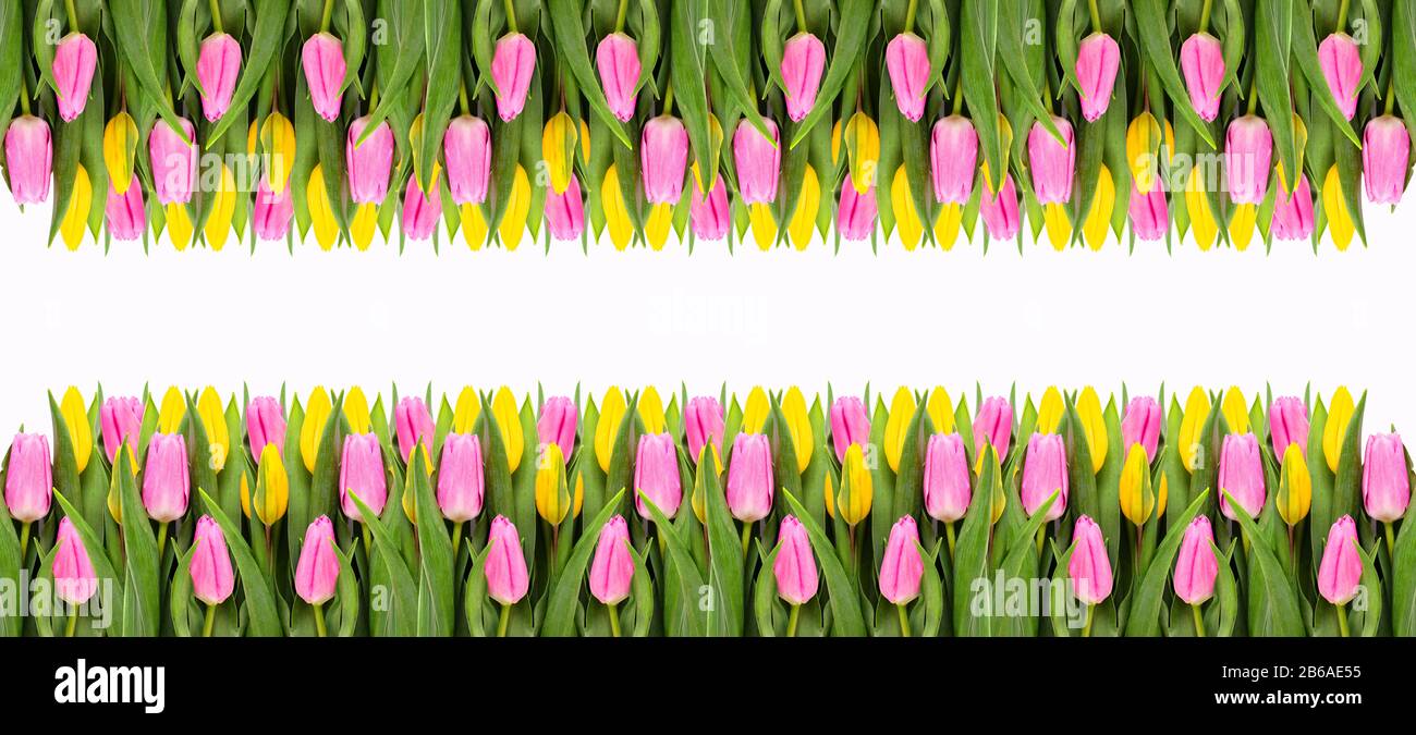 Pink and yellow tulip flowers border isolated on white background. Flat ...