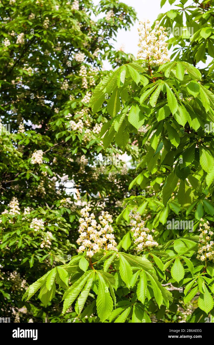 Flowering branches of chestnut Castanea sativa tree, and blue sky Stock ...