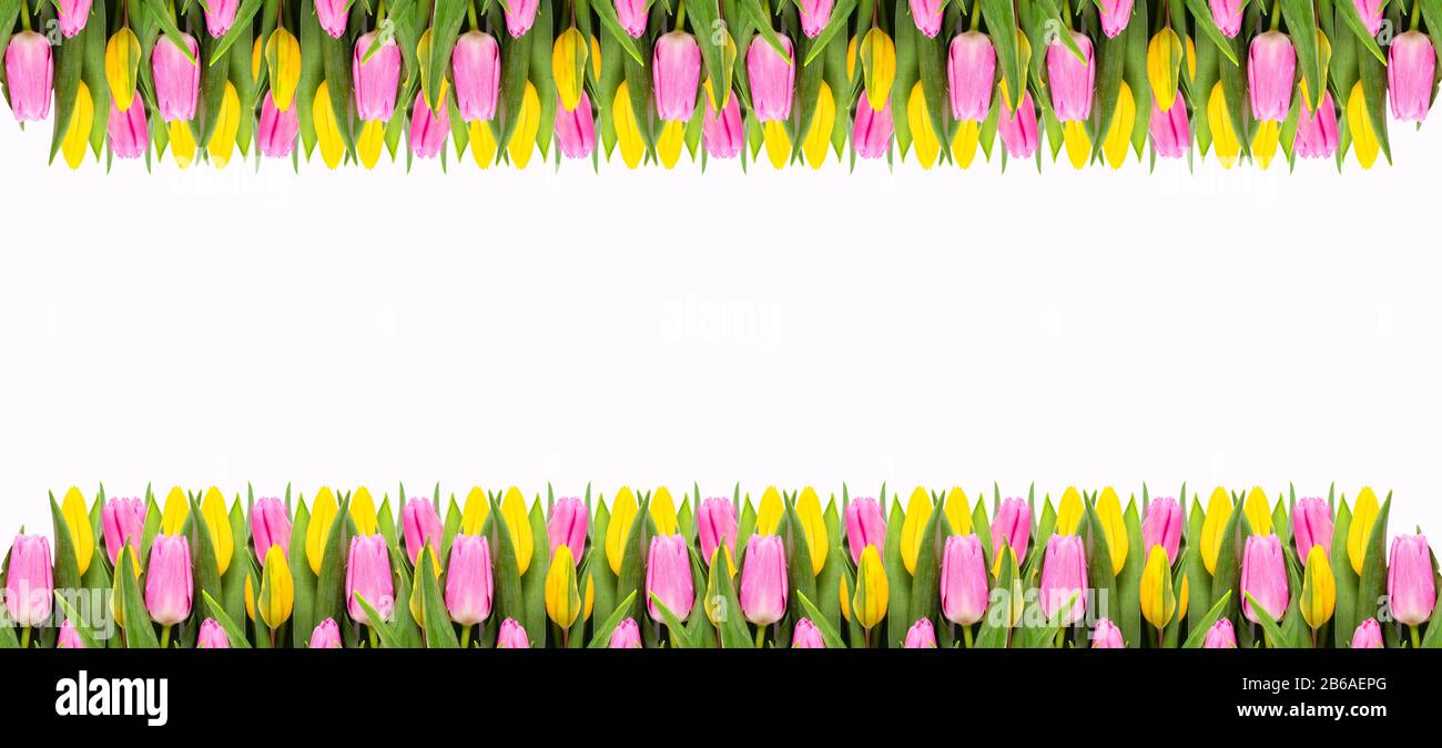 Pink and yellow tulip flowers border isolated on white background. Flat ...
