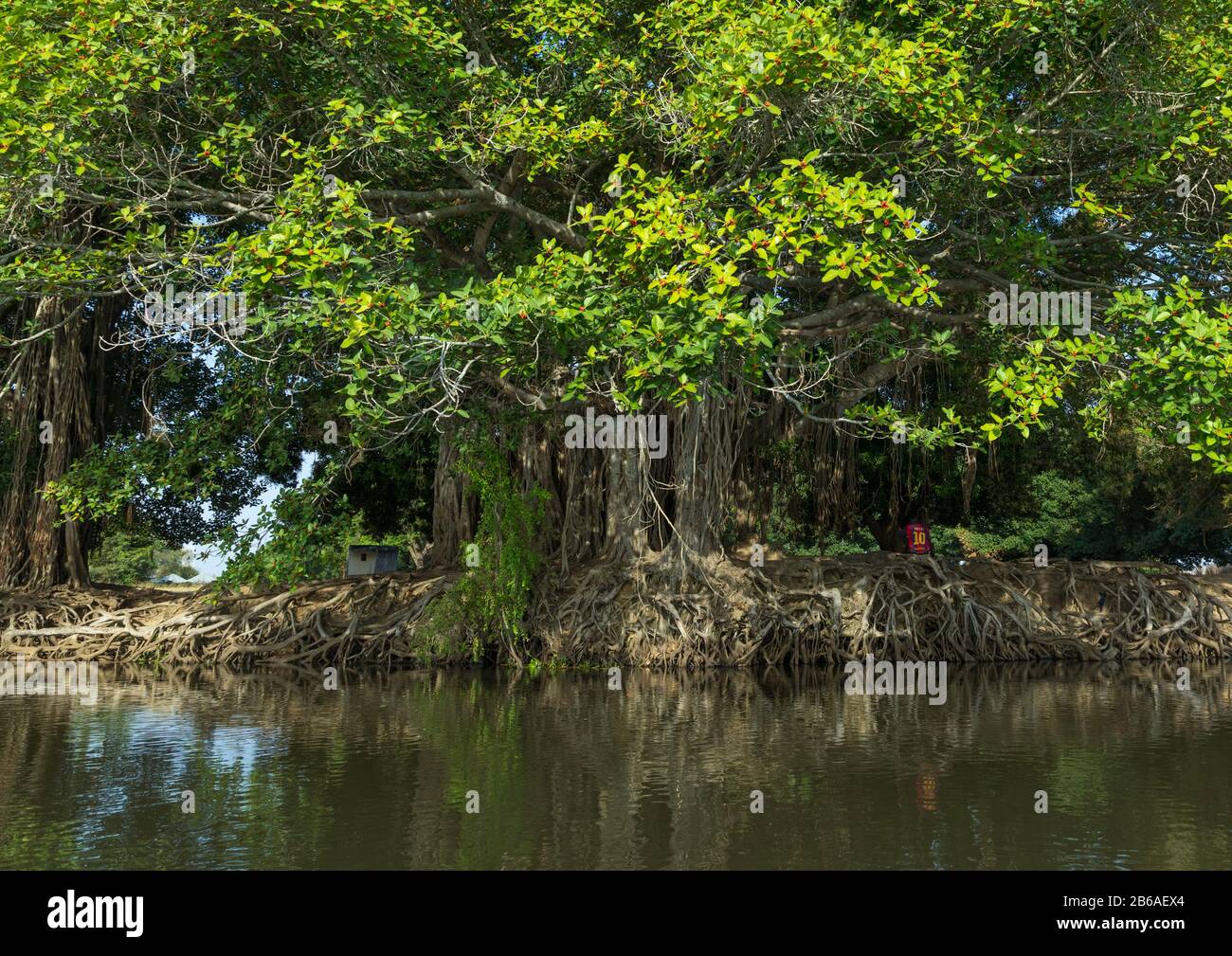 Trees over the river Nile, Central Equatoria, Terekeka, South Sudan ...