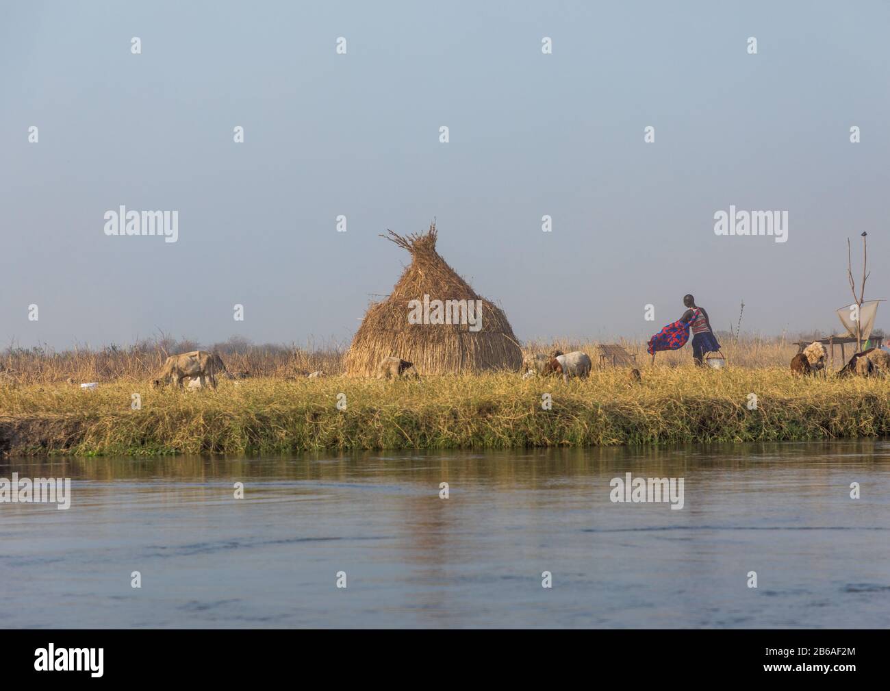Mundari tribe cow camp on the bank of river Nile, Central Equatoria ...