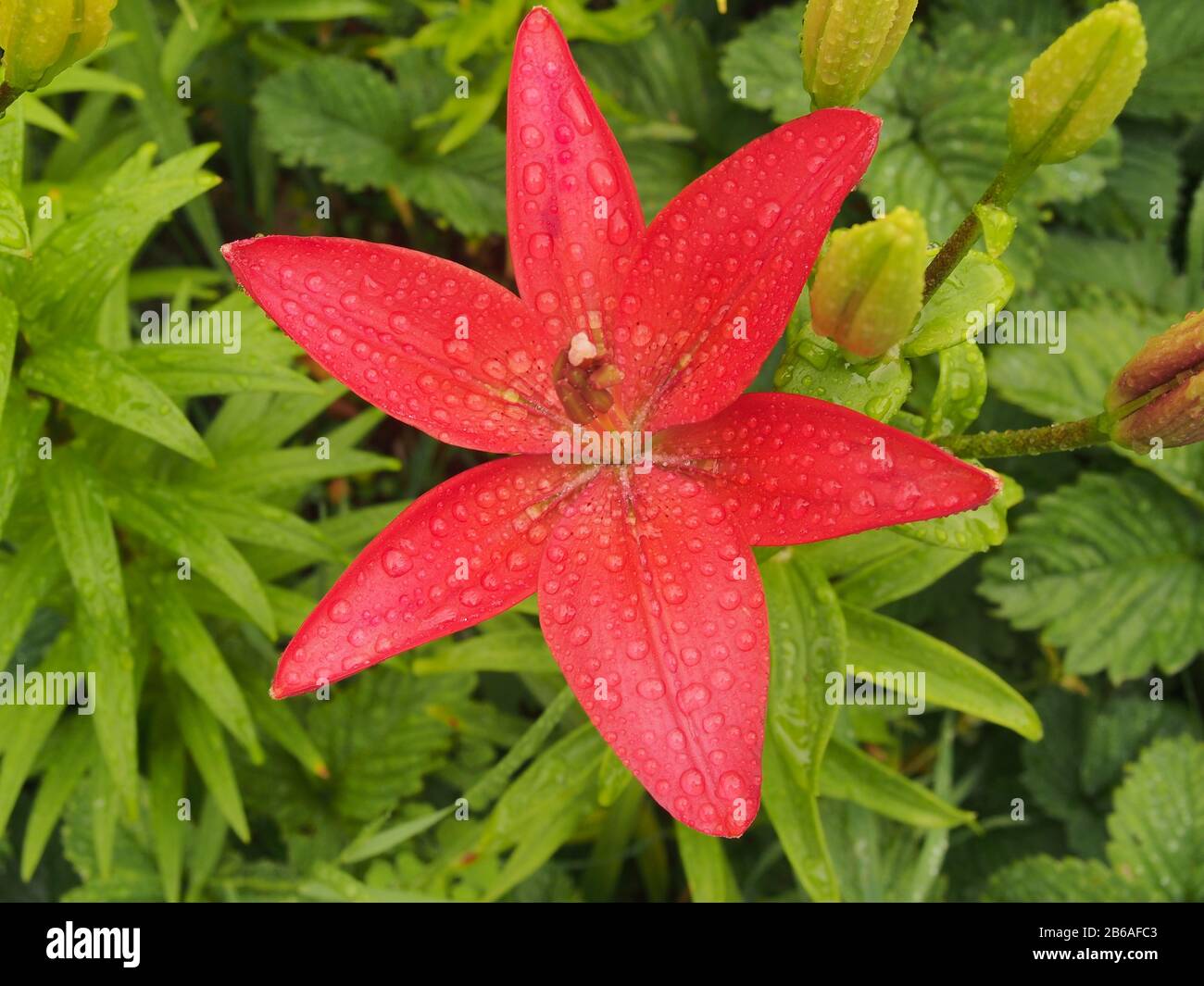 Lily flower after rain. Red petals covered with water droplets. Close ...