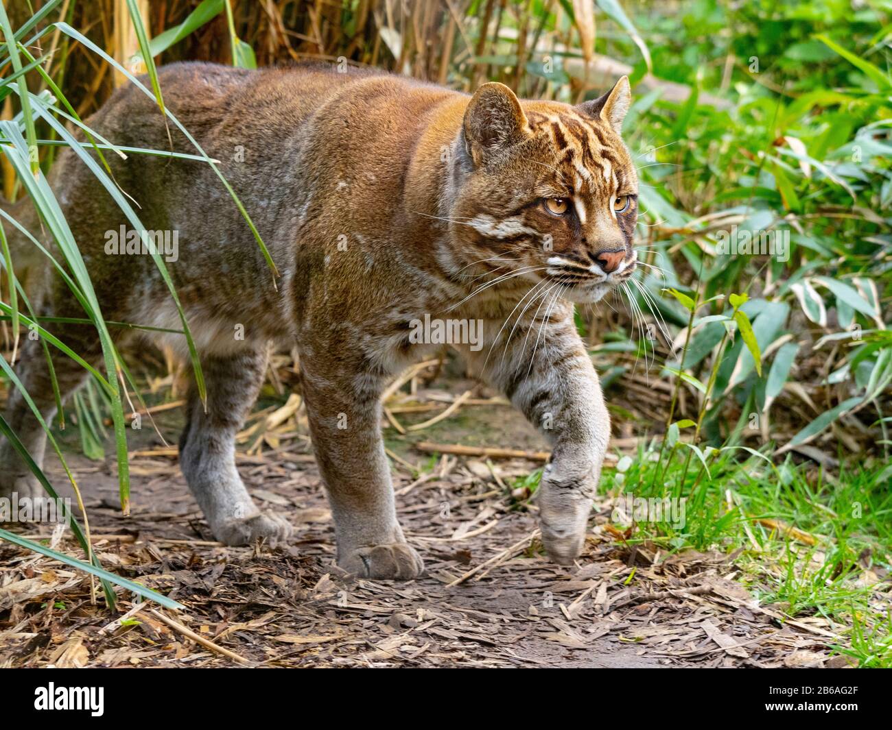 Asian Golden Cat Catopuma Temminckii High Resolution Stock Photography ...