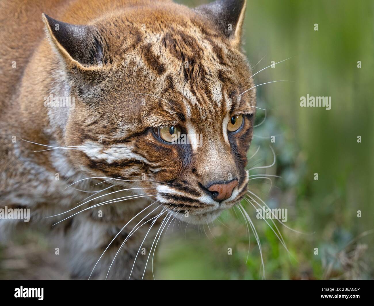 Portrait of an Asian golden cat Catopuma temminckii Stock Photo - Alamy
