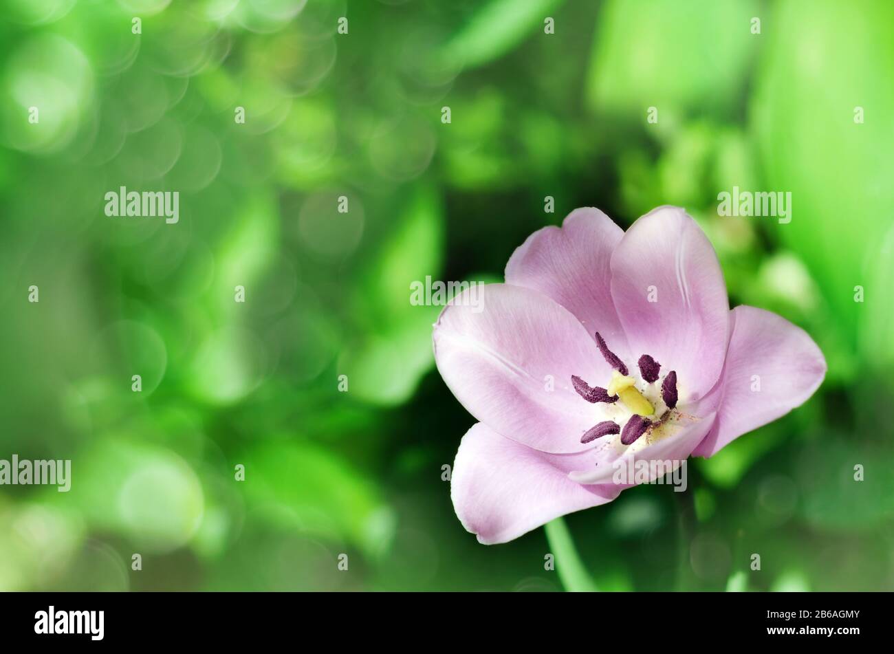 Tulips opened petals hi-res stock photography and images - Alamy