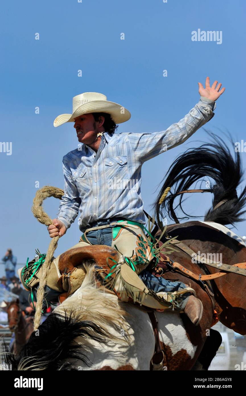 A close up image of a rodeo cowboy riding in a saddle bronc event at a ...