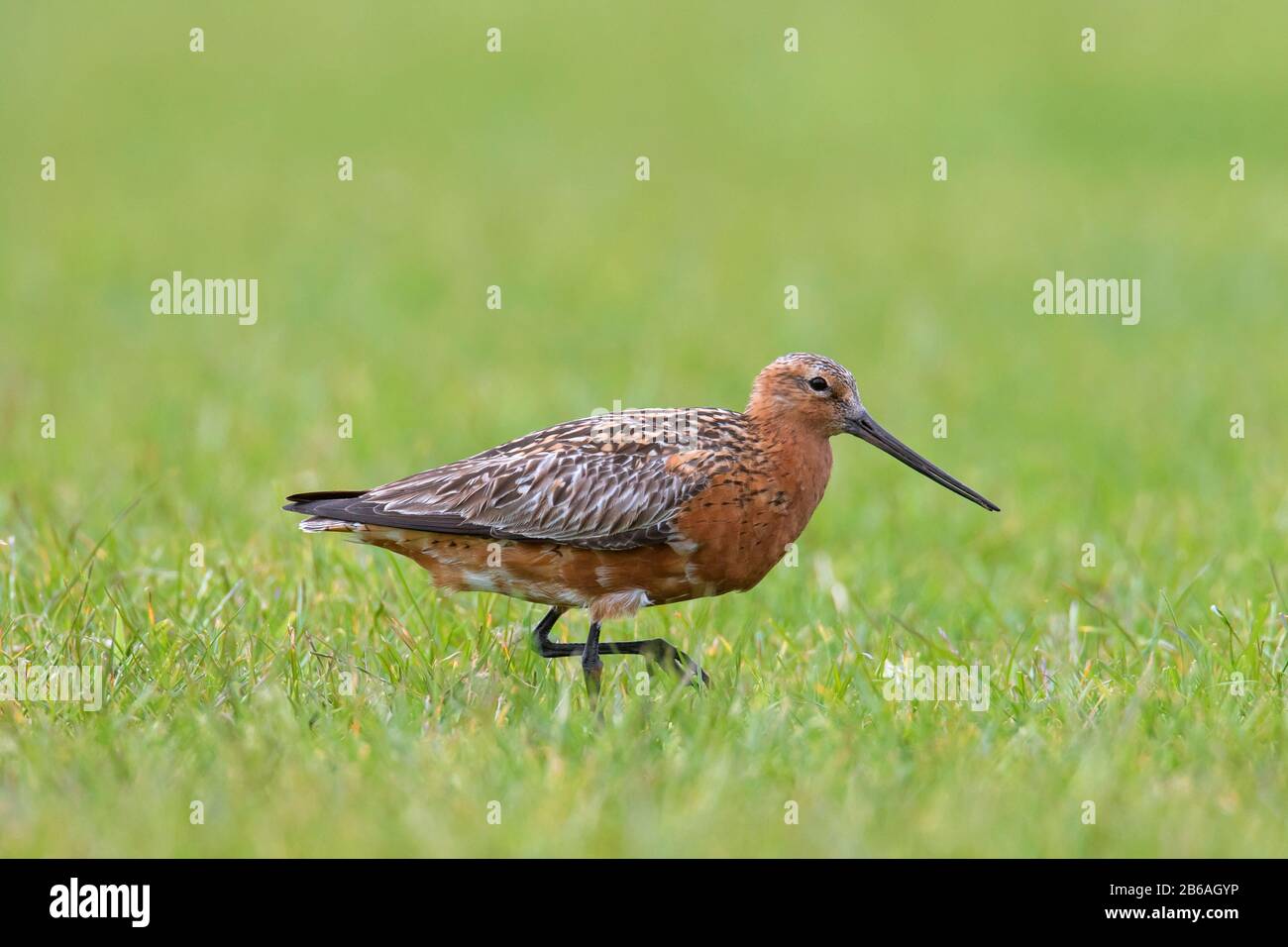 Bar tailed godwit breeding hi-res stock photography and images - Alamy