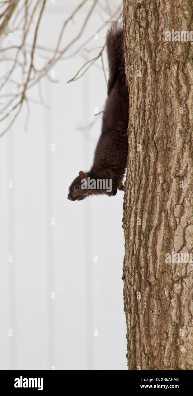 Squirrel climbing down tree hi-res stock photography and images - Alamy