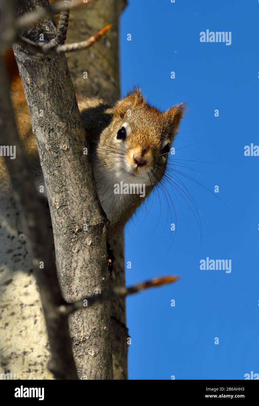 Tree with animal face hi-res stock photography and images - Alamy