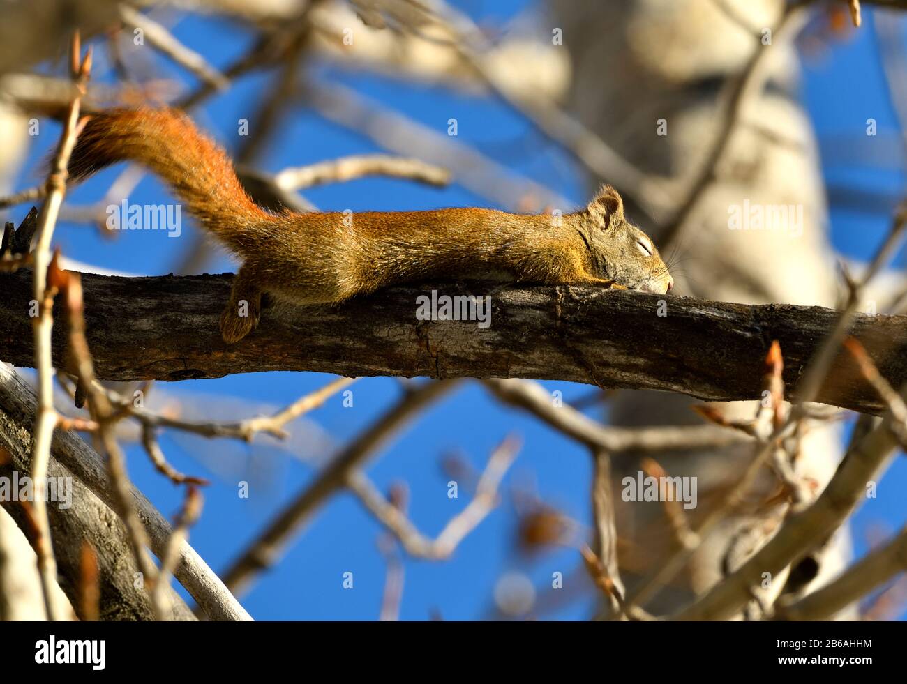 Sleeping squirrel hi-res stock photography and images - Alamy