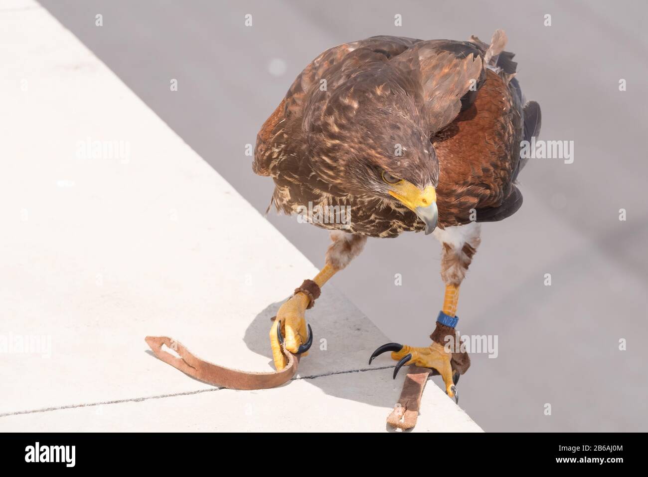 brown eagle is waiting with leather straps on its legs Stock Photo - Alamy