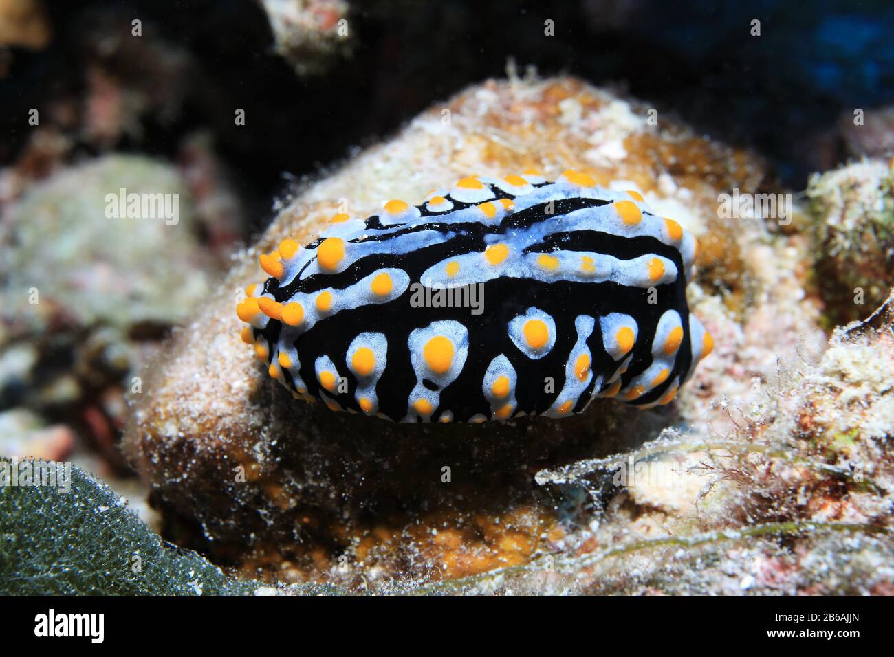 Colorful Sea slug (Phyllidia varicosa) underwater in the tropical sea ...