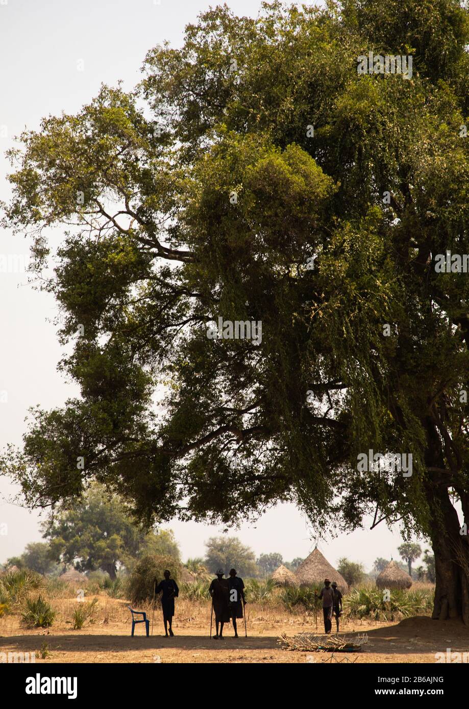 Mundari tribe men under the shadow of a giant tree, Central Equatoria ...
