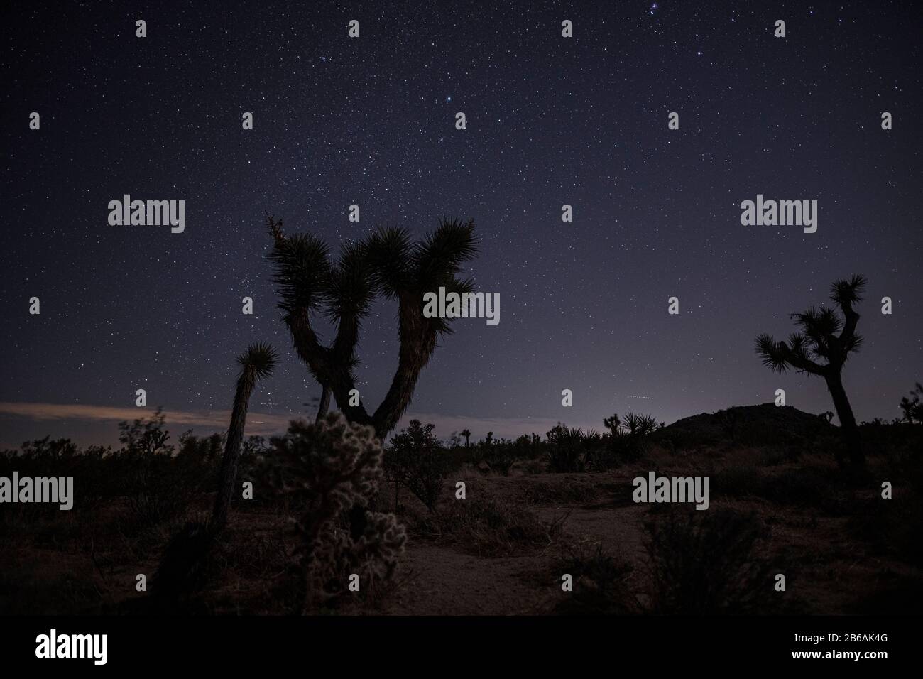 Joshua Trees Under the Stars Stock Photo - Alamy