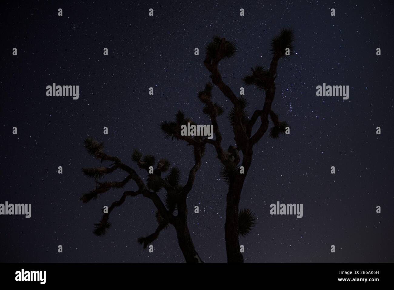 Joshua Trees Under the Stars Stock Photo - Alamy