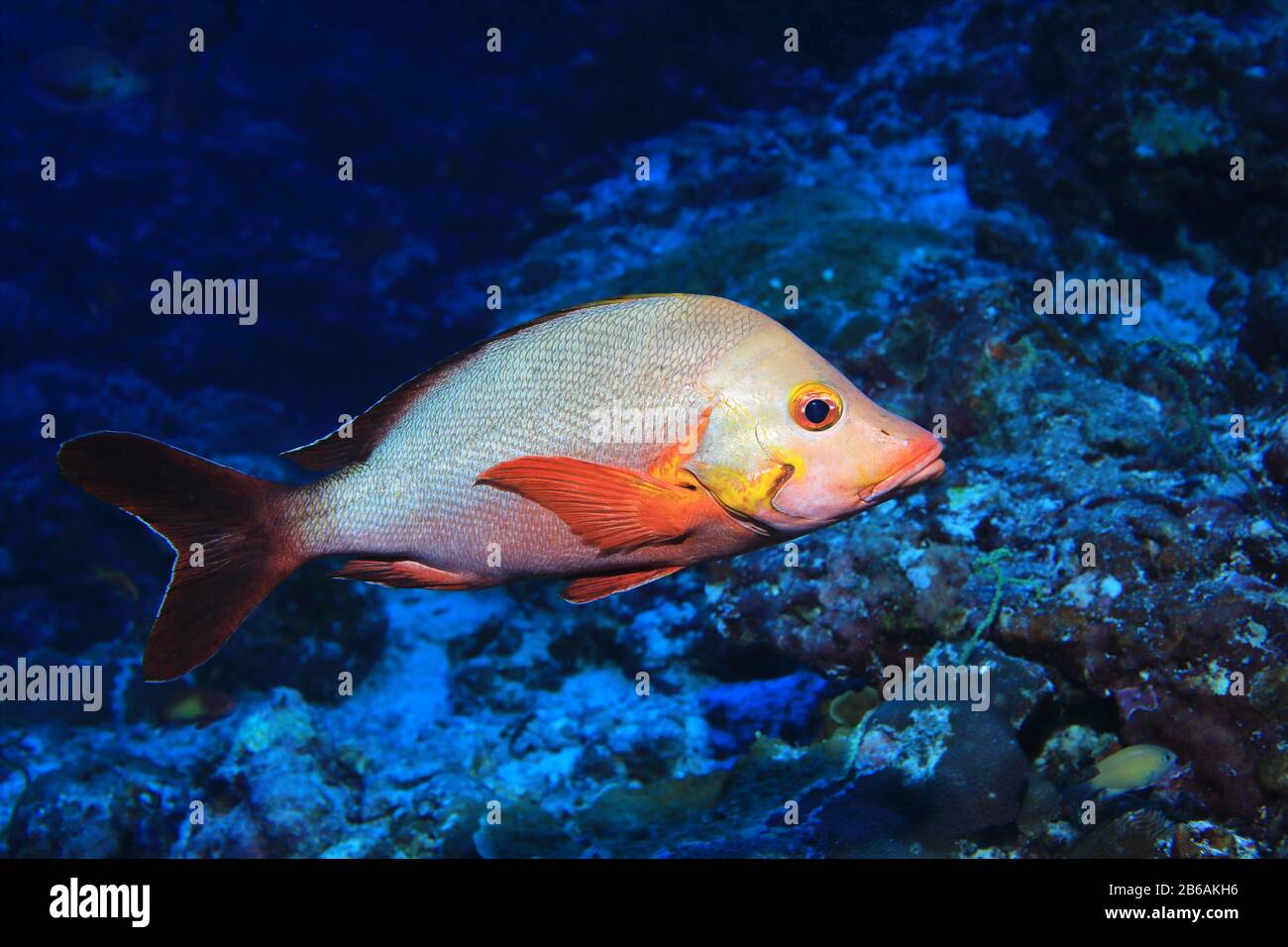 Humpback red snapper lutjanus gibbus hi-res stock photography and ...