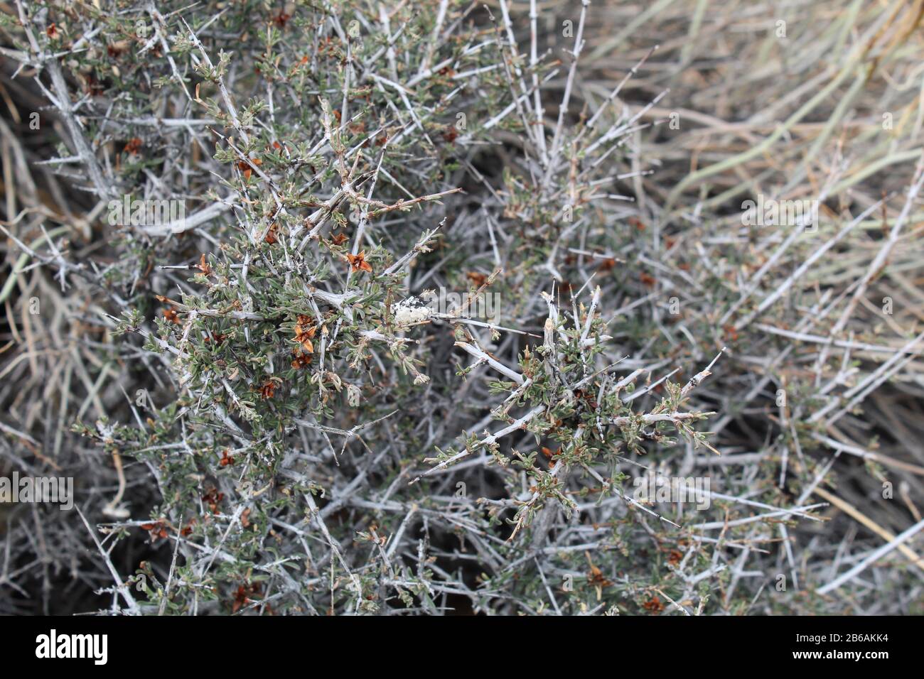 Mojave desert plants hi-res stock photography and images - Alamy