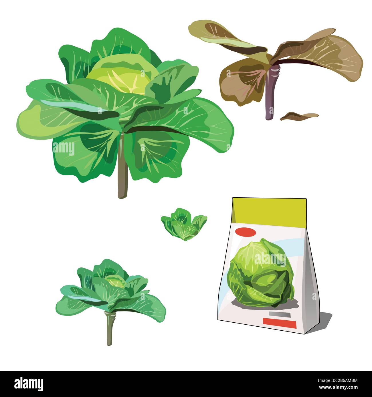 Set of stages of life of a agricultural plant cabbage isolated on white ...