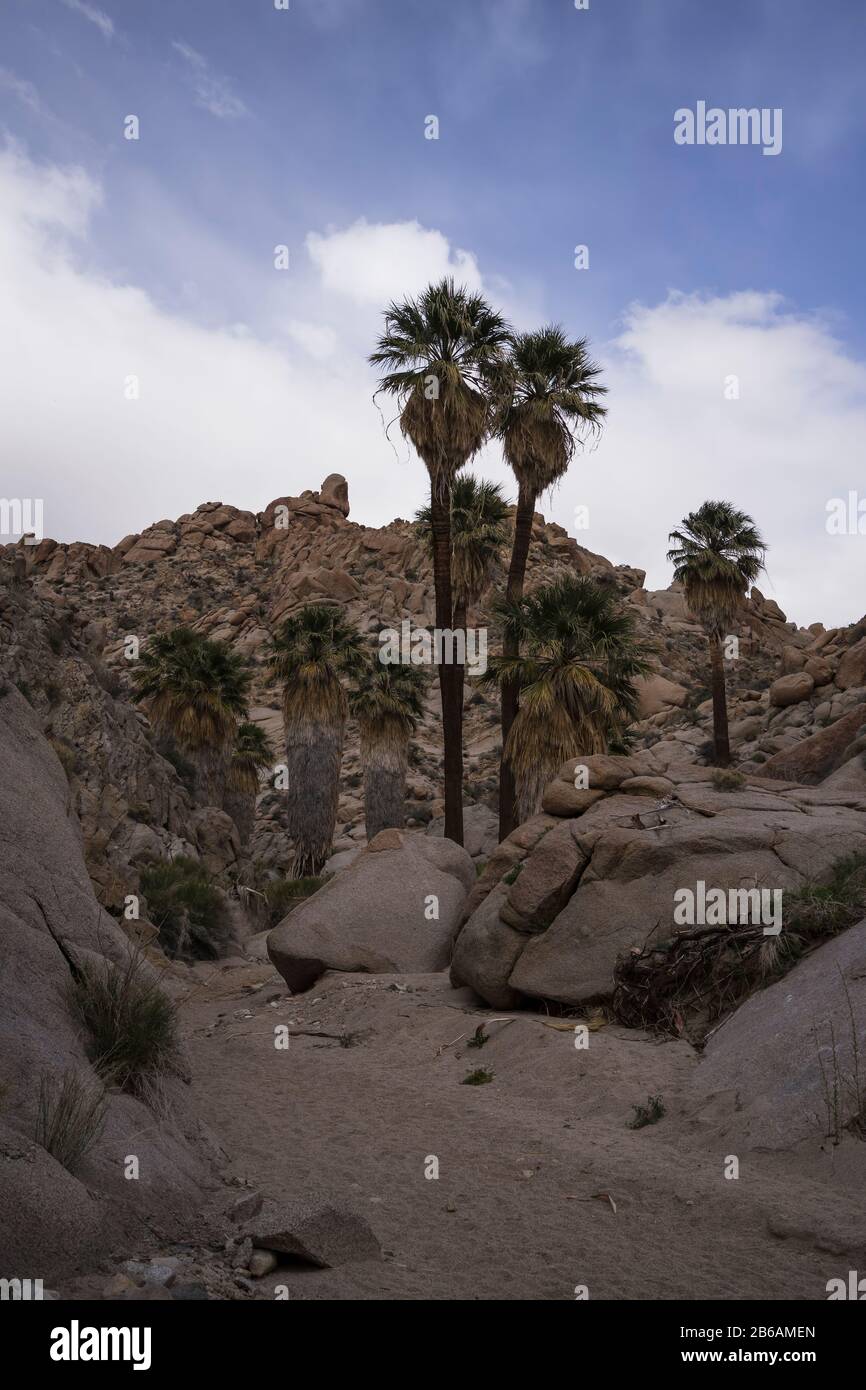 Lost palms oasis california hi-res stock photography and images - Alamy