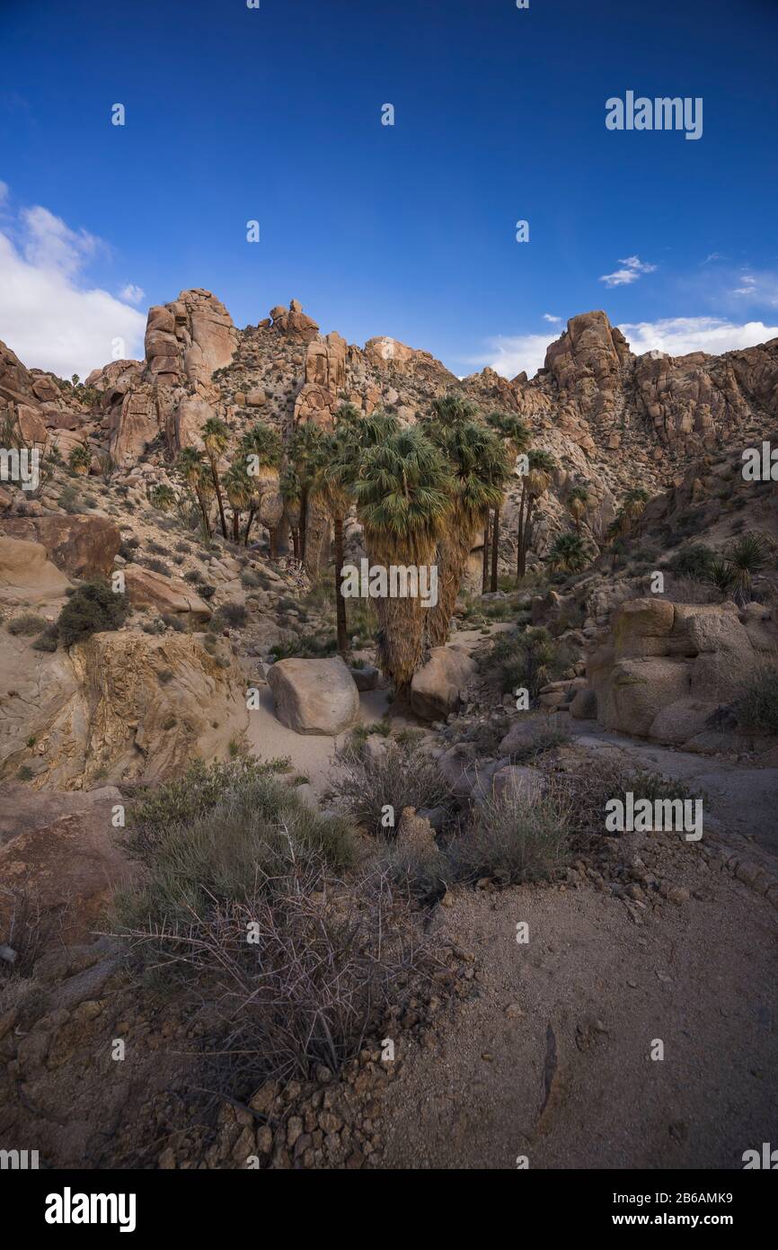 Lost Palms Oasis (Joshua Tree National Park Stock Photo - Alamy