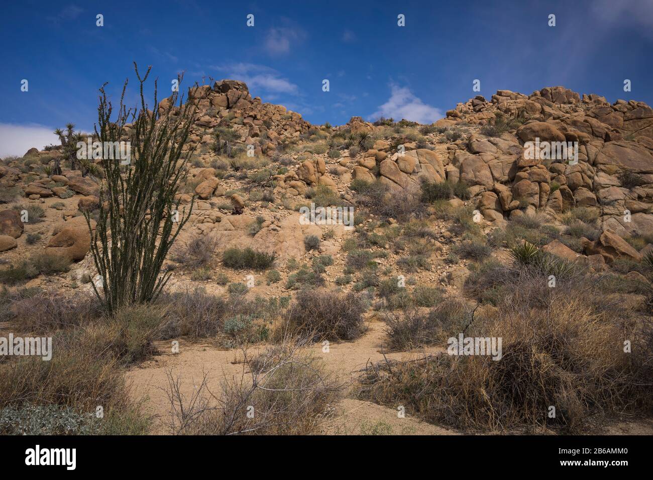 Lost palms oasis california hi-res stock photography and images - Alamy