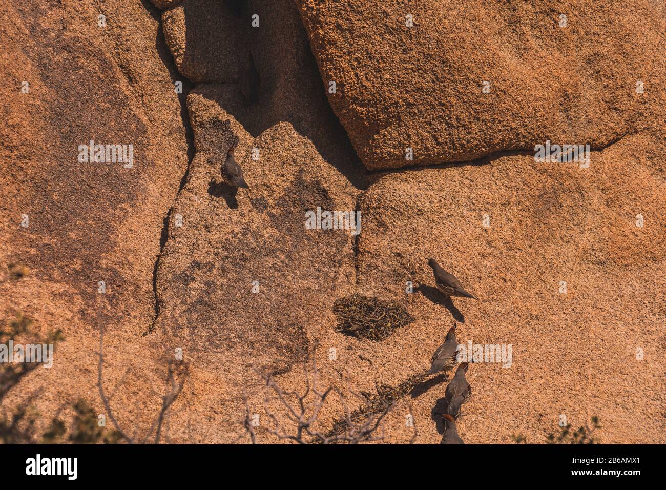 Mountain quail hi-res stock photography and images - Alamy