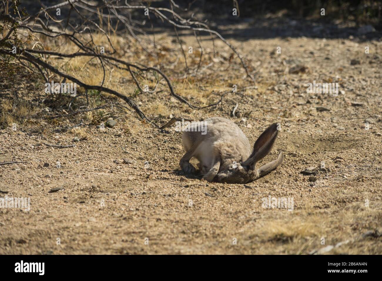 Black tailed jackrabbit desert hi-res stock photography and images - Alamy