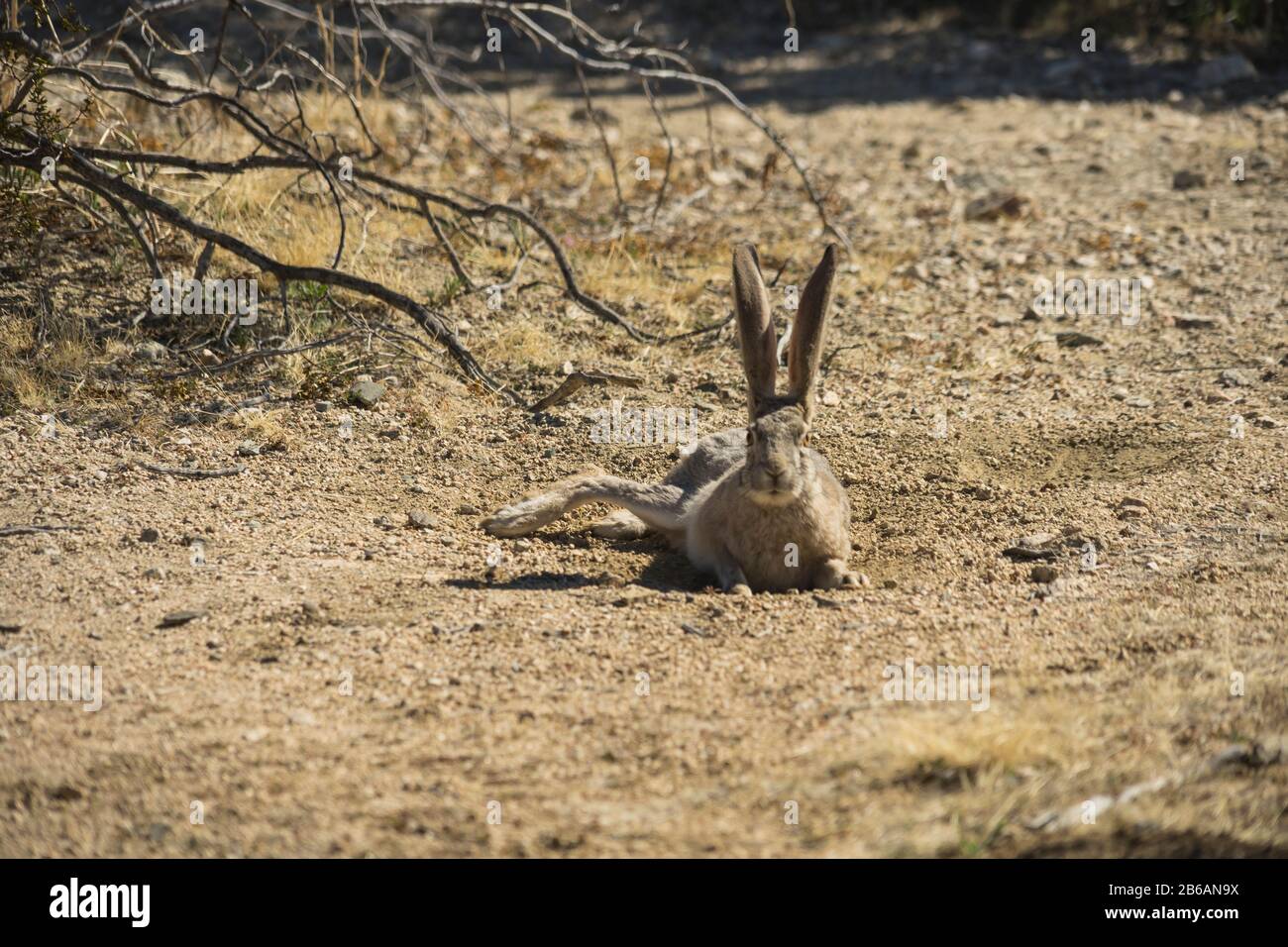 Desert black tailed jackrabbit hi-res stock photography and images - Alamy