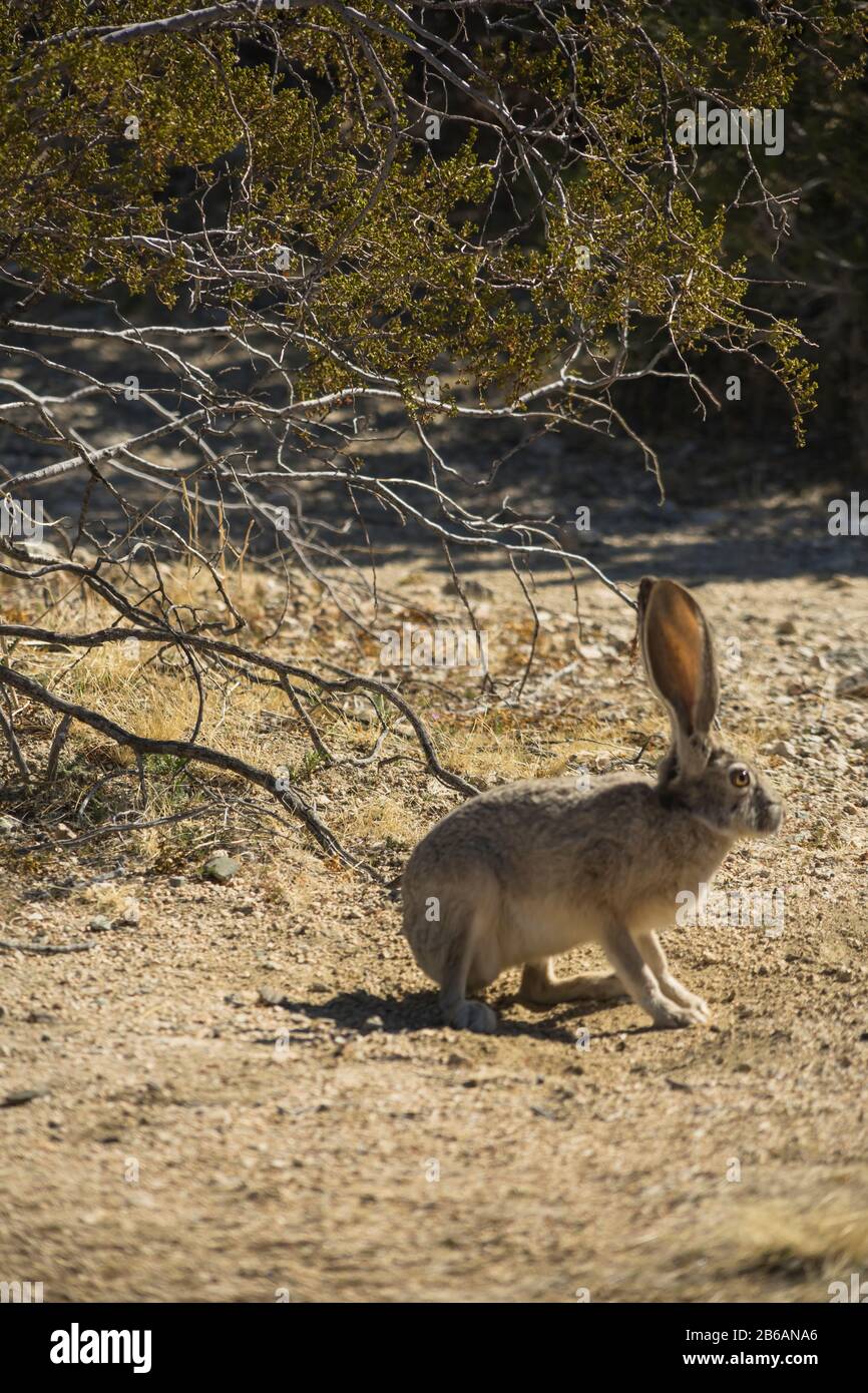 Desert Black-tailed Jackrabbit (Joshua Tree National Park Stock Photo ...