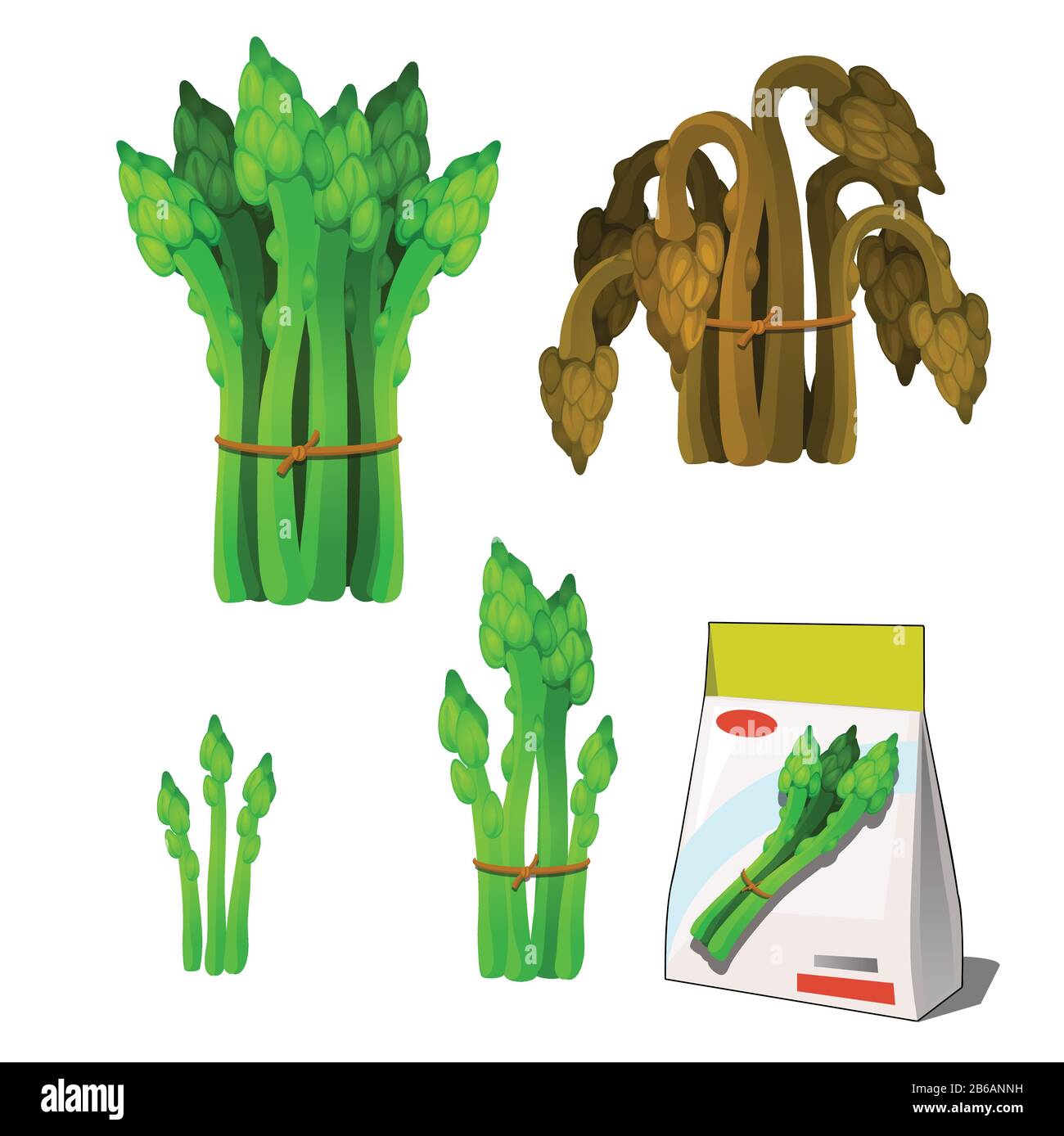 Set of stages of life of a agricultural plant green asparagus isolated ...