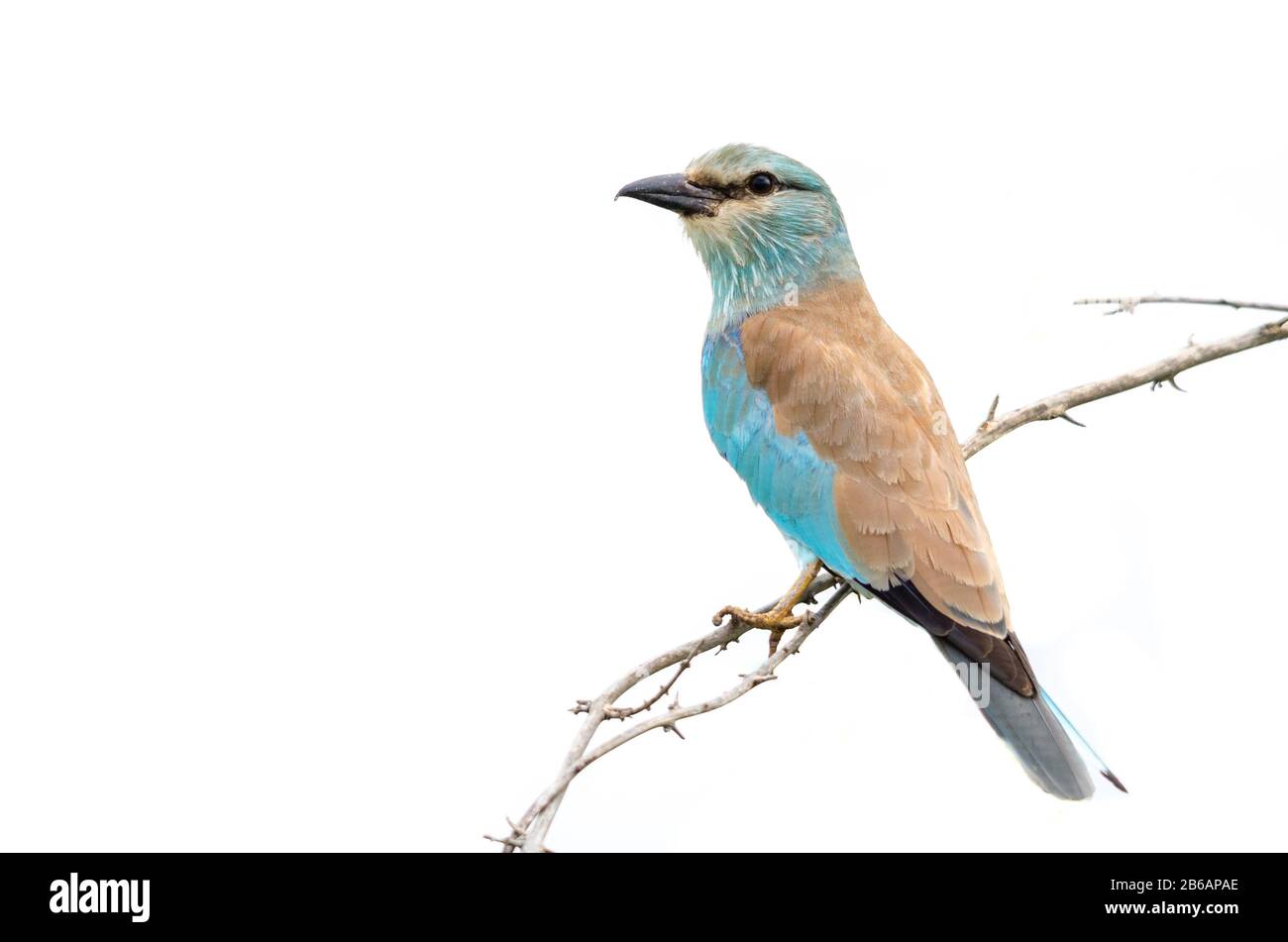 African african bird african roller african wildlife wildlife Cut Out ...