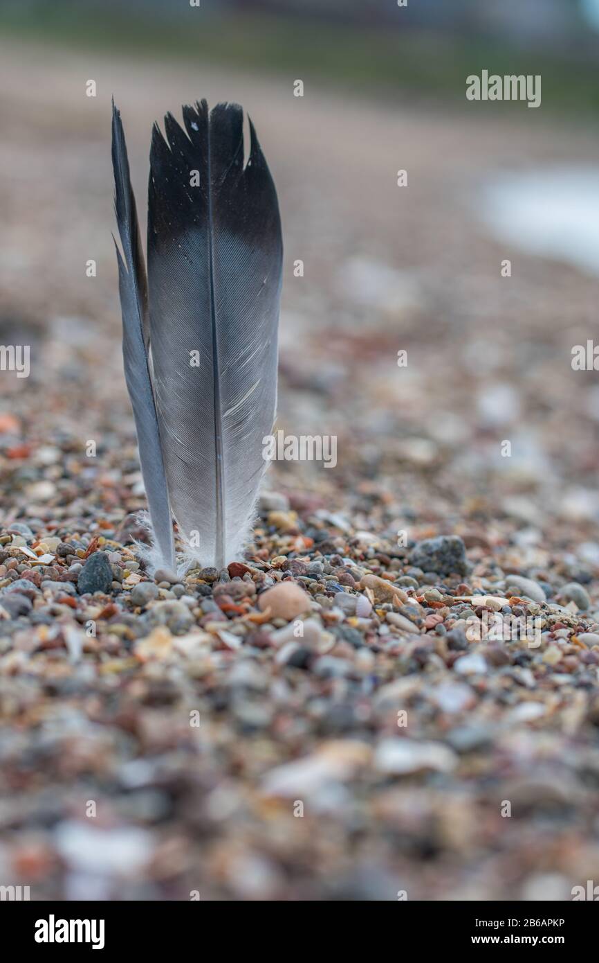 Feather and pebbles hi-res stock photography and images - Alamy