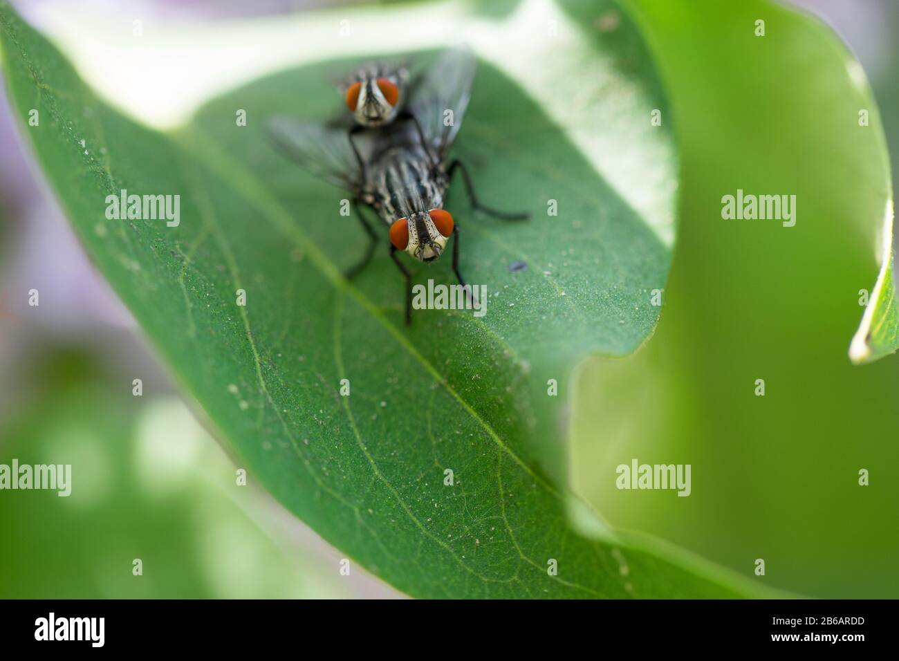 Two flies on a leaf Stock Photo - Alamy