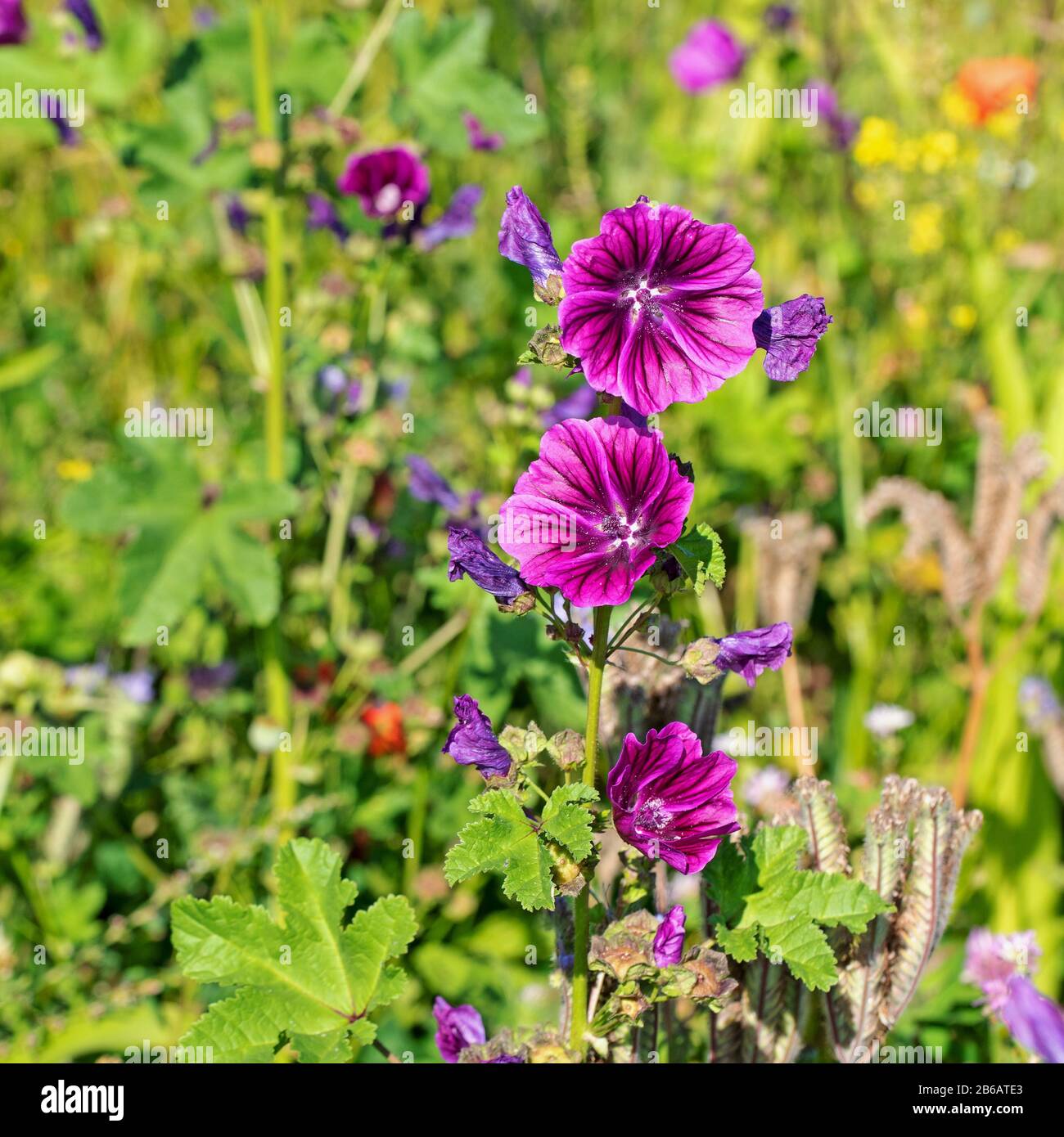 Flowering mallow, Malva, on a wildflower meadow Stock Photo - Alamy