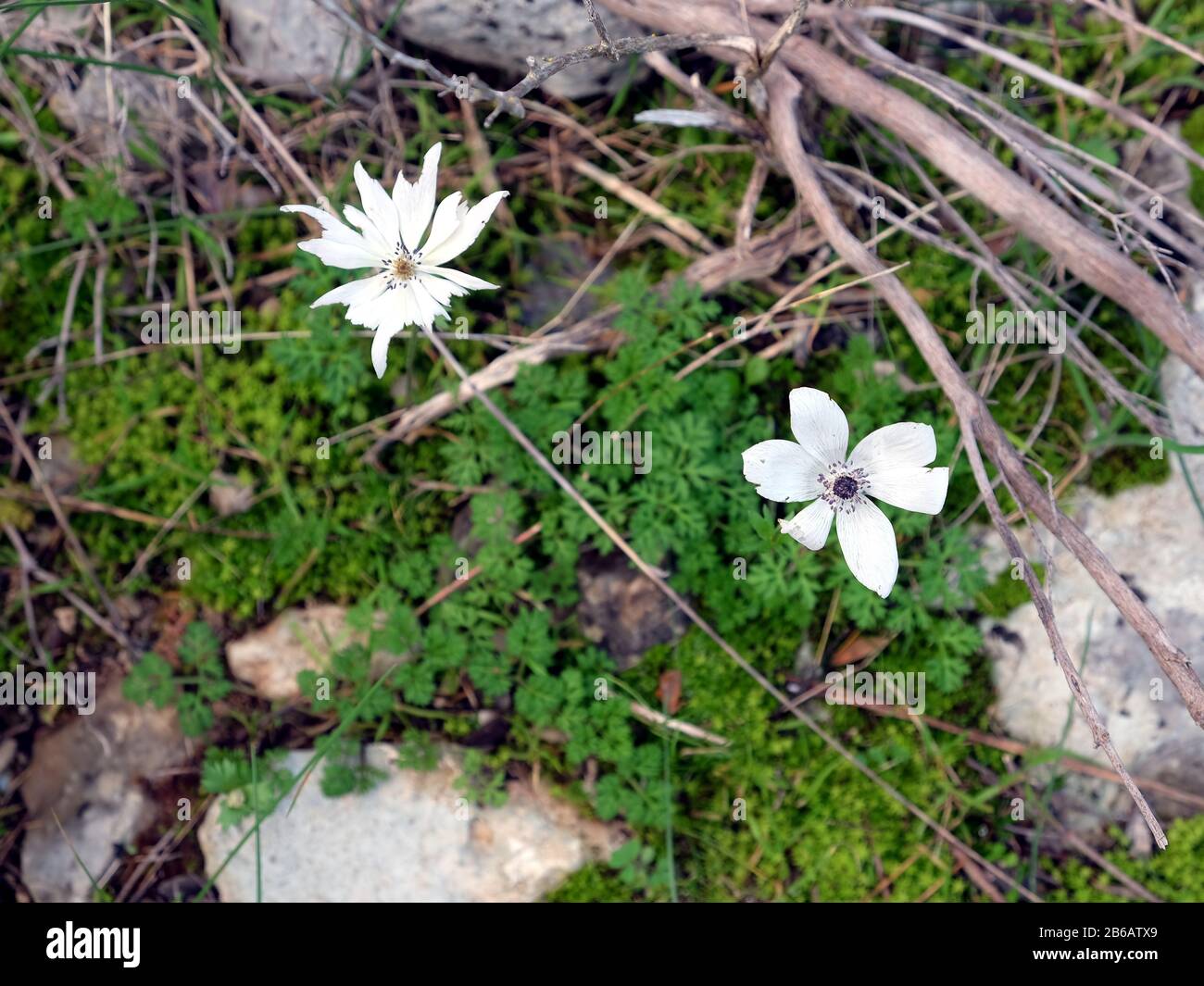 Beautiful alone white flowers blossom in the mountain location close up ...