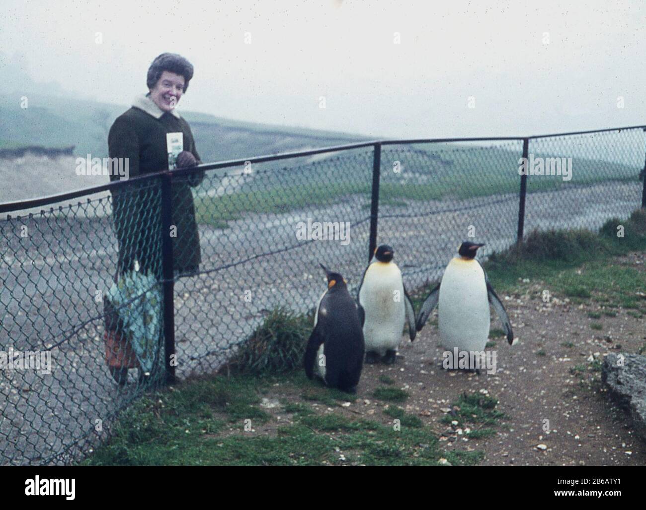 1960s penguins hi-res stock photography and images - Alamy