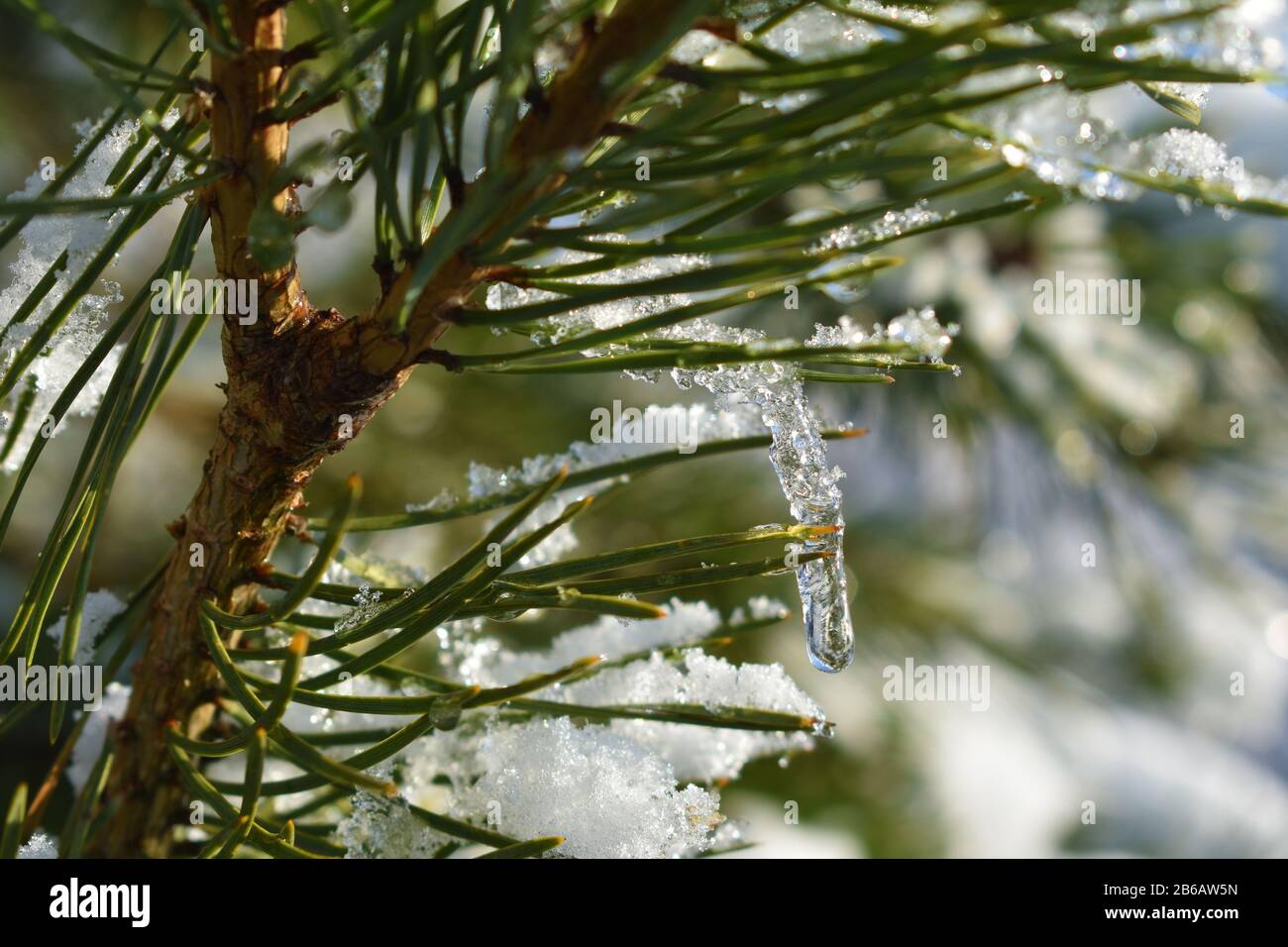 Small icicle hanging from pine tree needles. Winter snow background ...