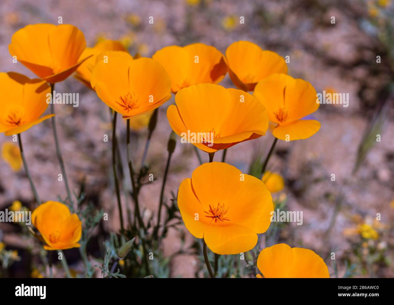 Desert Poppy