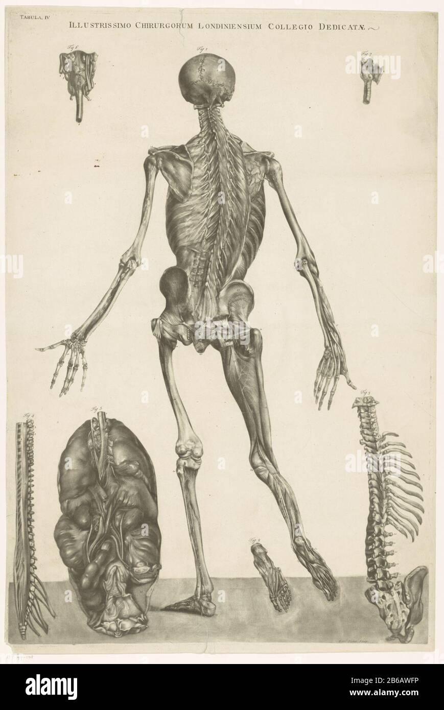 Anatomical study man, seen from behind Anatomical study man, seen from ...