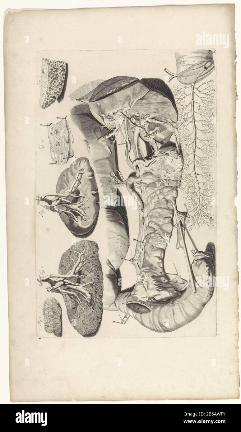 Pancreas anatomia hi-res stock photography and images - Alamy