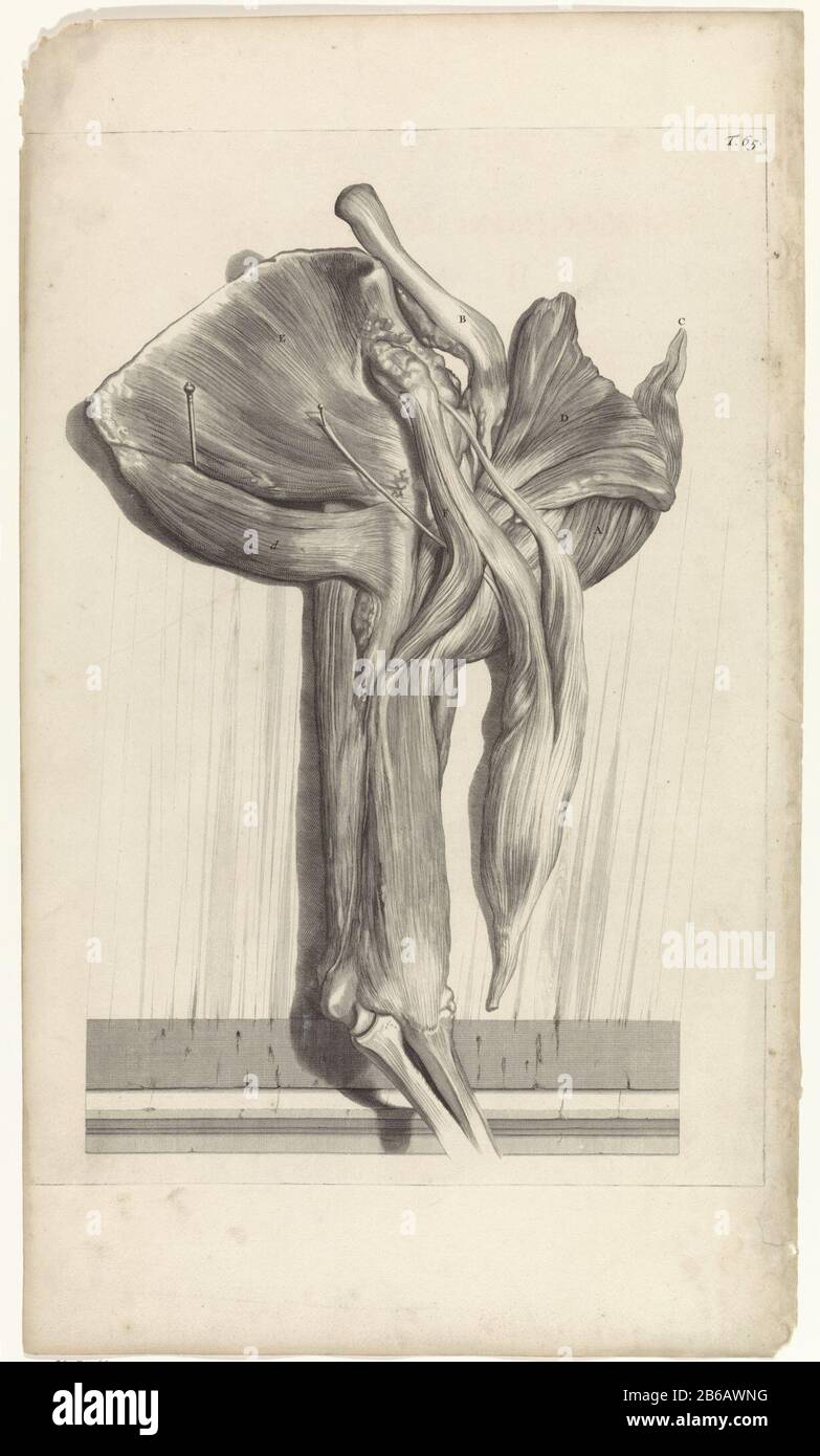 Arm muscles paper hi-res stock photography and images - Alamy