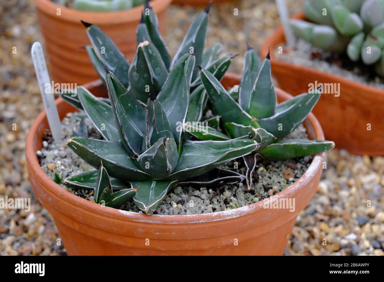 Agave rosette hi-res stock photography and images - Alamy