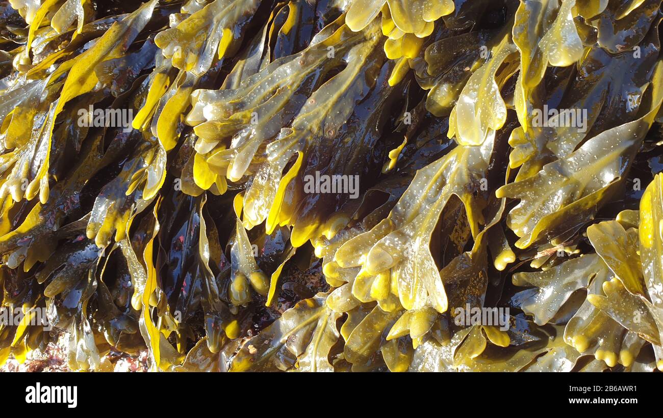 Seaweed in close up Stock Photo - Alamy