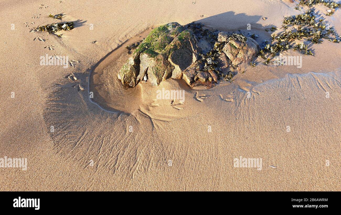 Seaweed, rock and patterns in sand Stock Photo - Alamy