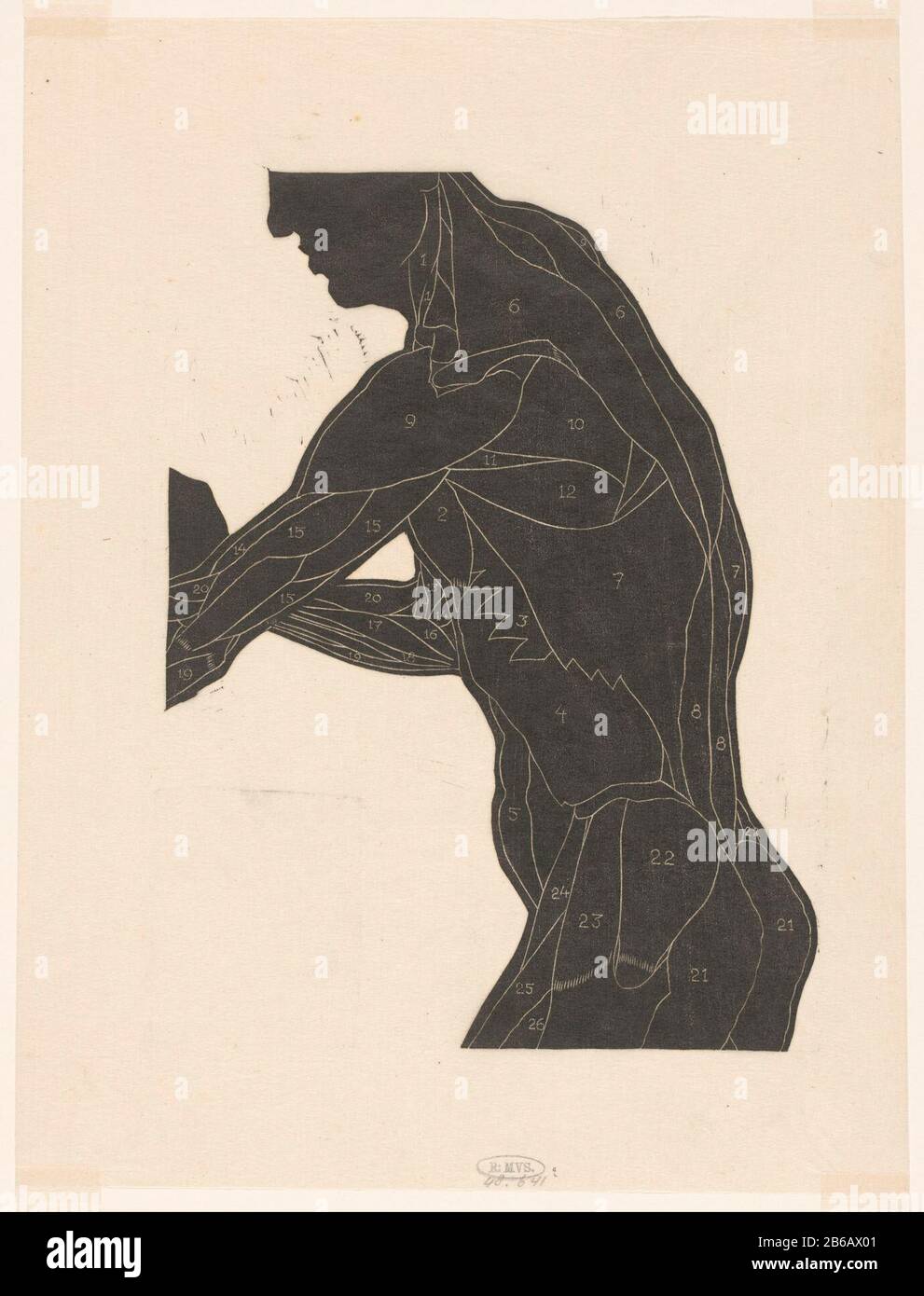 Arm muscles paper hi-res stock photography and images - Alamy